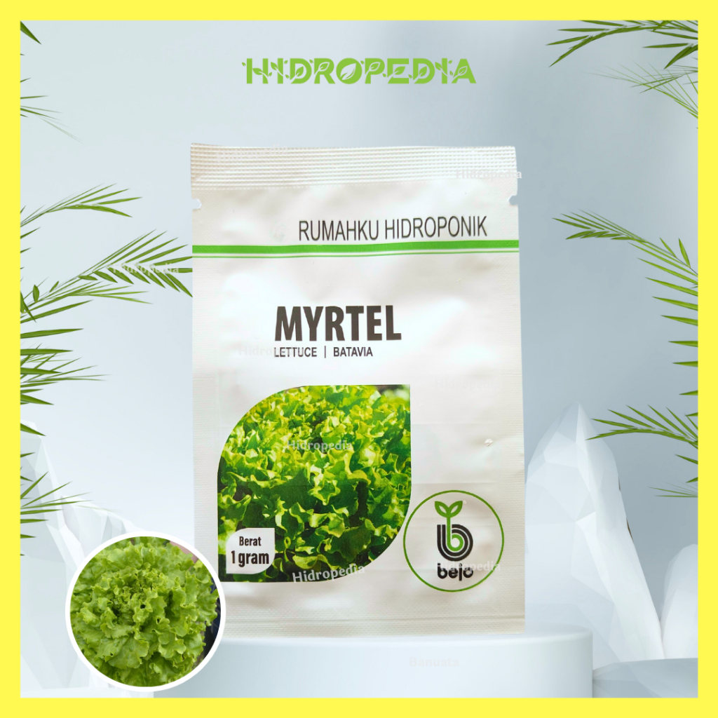 Jual Benih Bibit Selada Bejo Myrtel 1 gram Import Belanda - Berkualitas ...