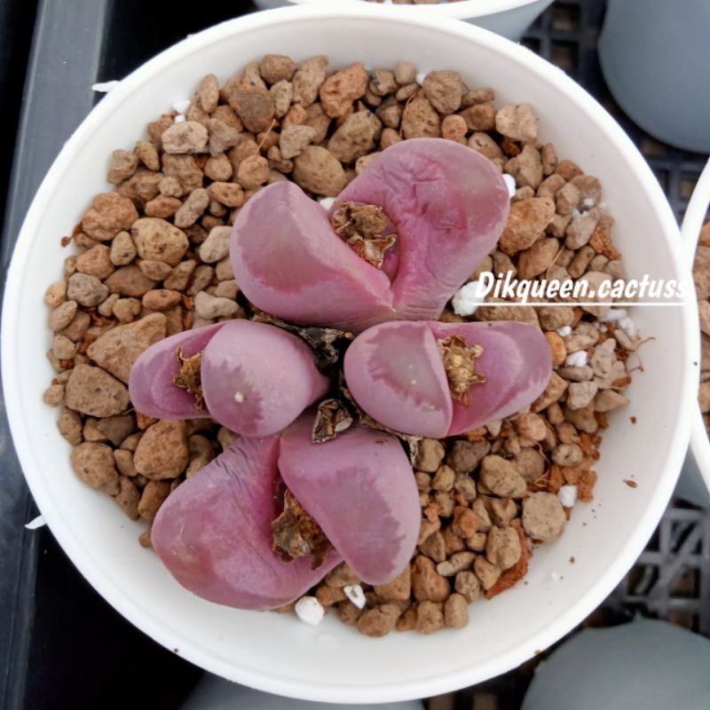 Jual Lithops Cluster Rubra 4 Head | Shopee Indonesia