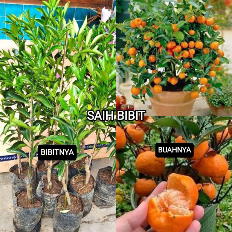 Jual BIBIT JERUK SANTANG MADU OKULASI SIAP TANAM(BISA BERBUAH DALAM POT) | Shopee Indonesia