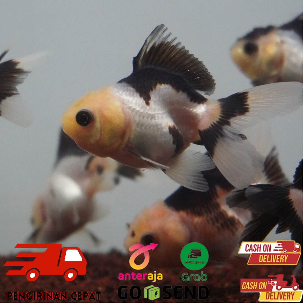 Jual Ikan Mas Koki Panda Oranda - Ikan Koki Panda Hitam Putih - Ikan ...