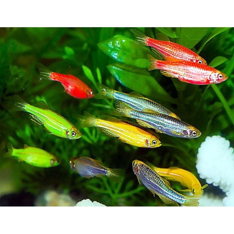 Jual ikan danio zebra warna warni paket 100 e | Shopee Indonesia