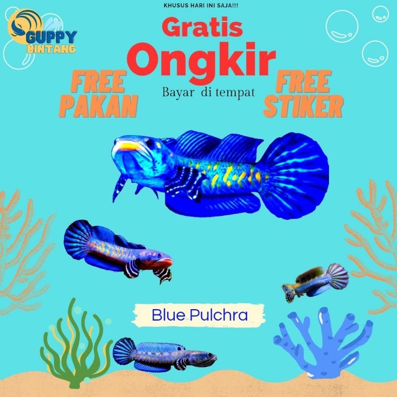 Jual Channa Blue Pulchra Flaring Kaca Size 6-7 Cm | Shopee Indonesia
