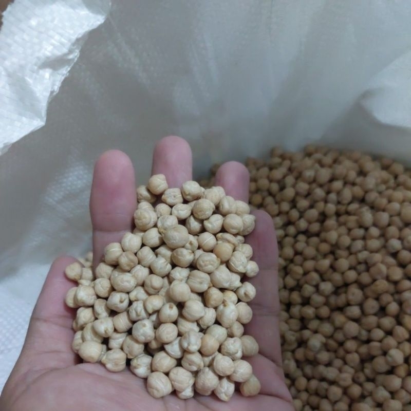 Jual Kacang humus mentah atau chikpea 1kg | Shopee Indonesia