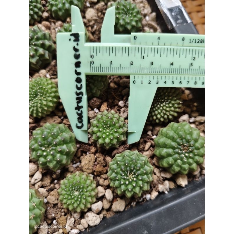Jual Kaktus Gymno Gymnocalycium Inermis Kristata Crested | Shopee Indonesia