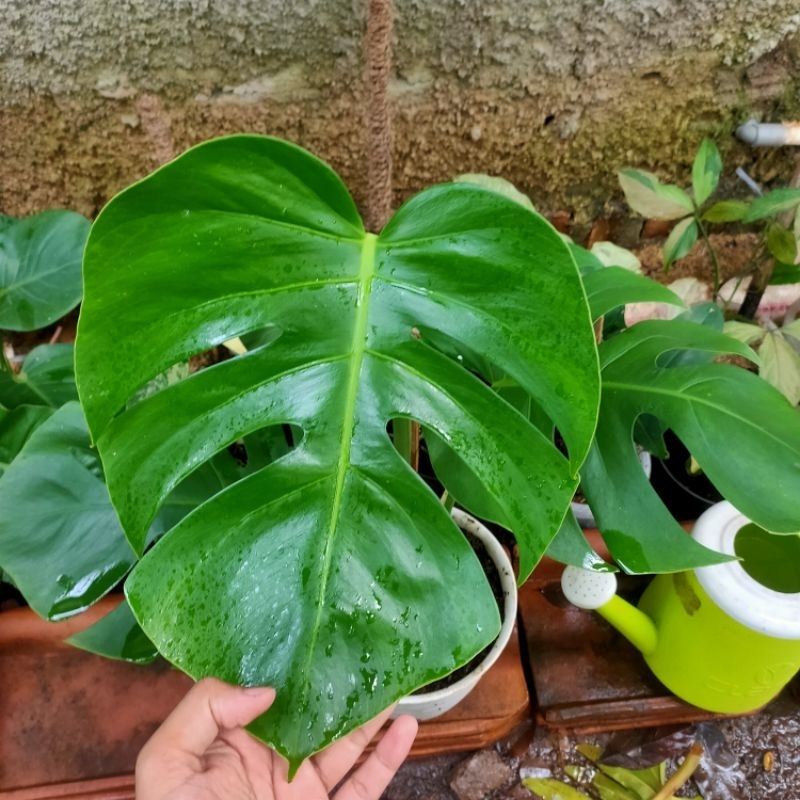 Jual TANAMAN HIAS MONSTERA HIJAU | Shopee Indonesia
