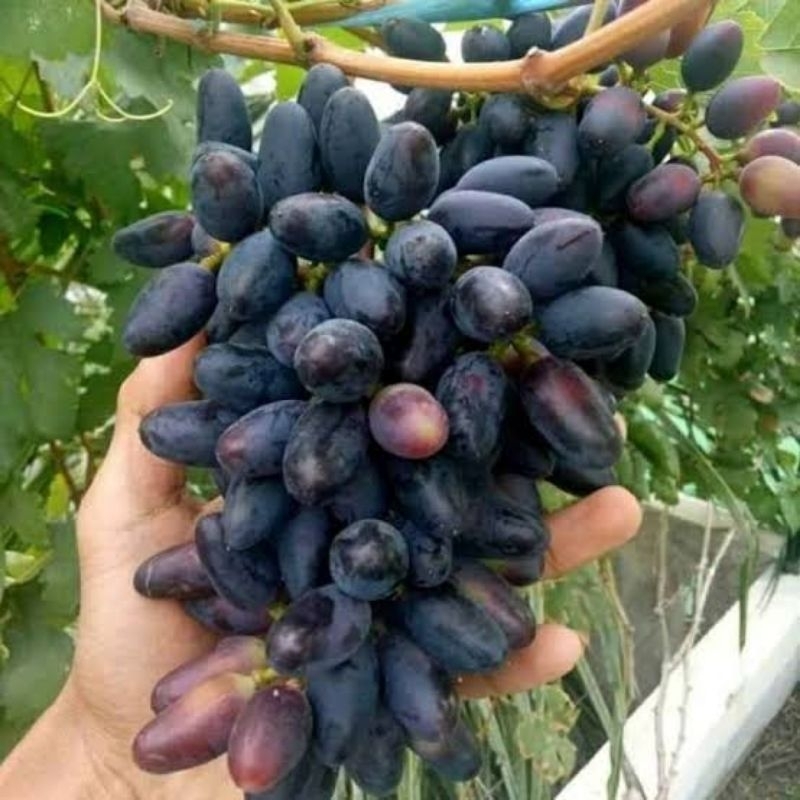 Jual Bibit anggur gosv hitam tanaman anggur import gos v mudah berbuah ...