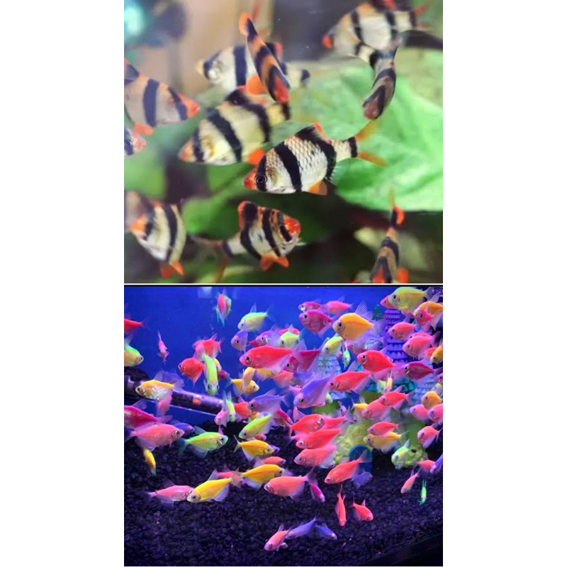 Jual Hiasan golfish tetra dan baby sumatra isi 20 | Shopee Indonesia