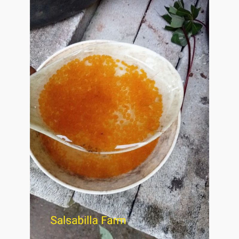 Jual Telur / Larva Gurame Soang 1000 Butir Murah | Shopee Indonesia