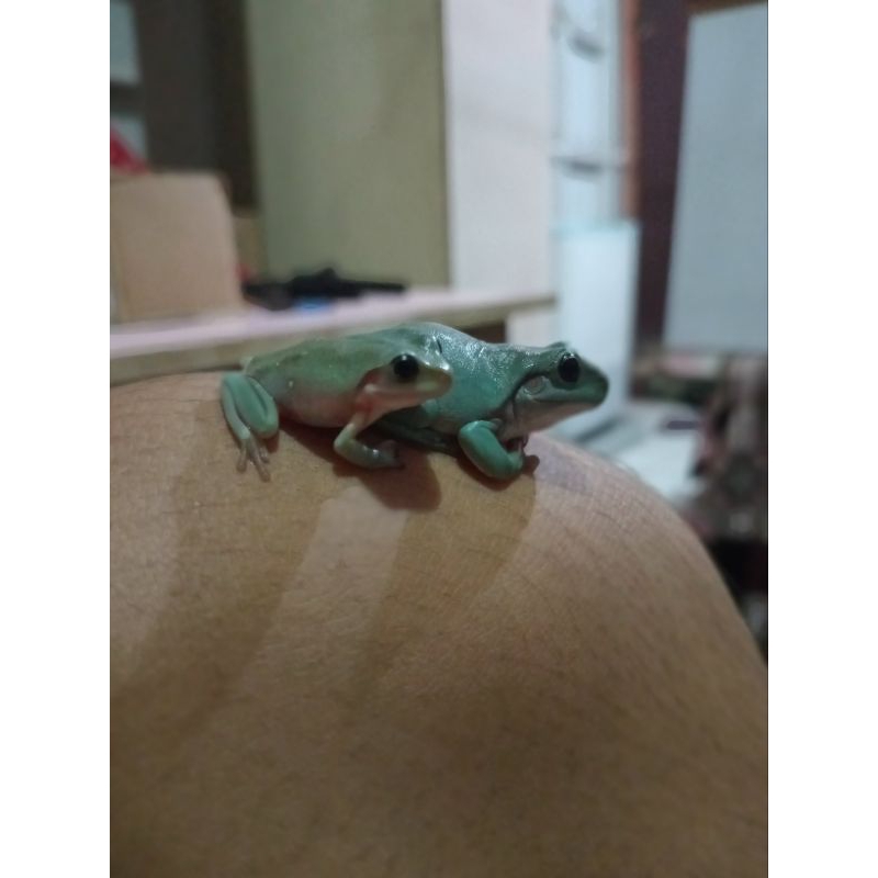 Jual BLUE DUMPY FROG | Shopee Indonesia