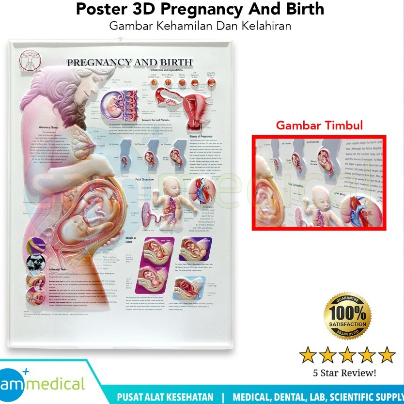 Jual Poster 3D Kehamilan dan Kelahiran / Pregnancy And Birth Poster ...
