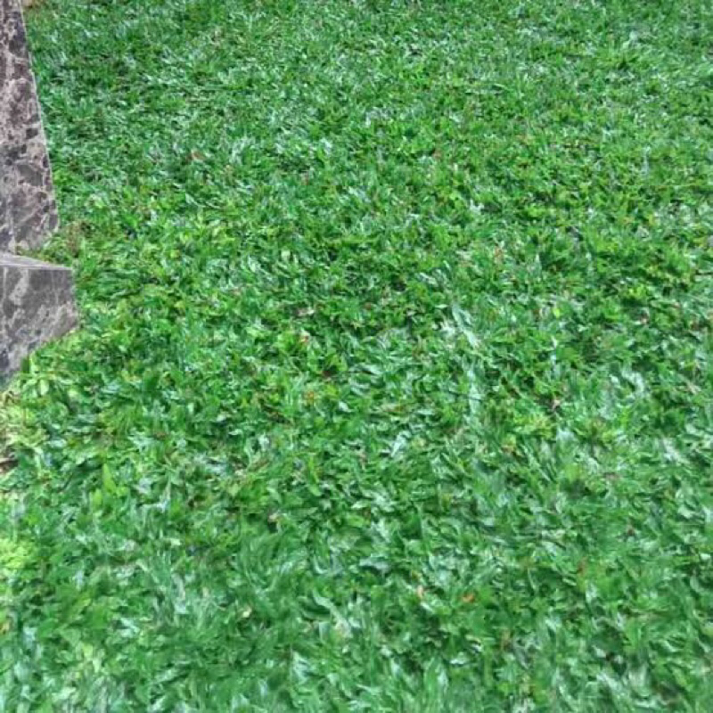 Jual Rumput gajah mini hijau 5 meter persegi | Shopee Indonesia