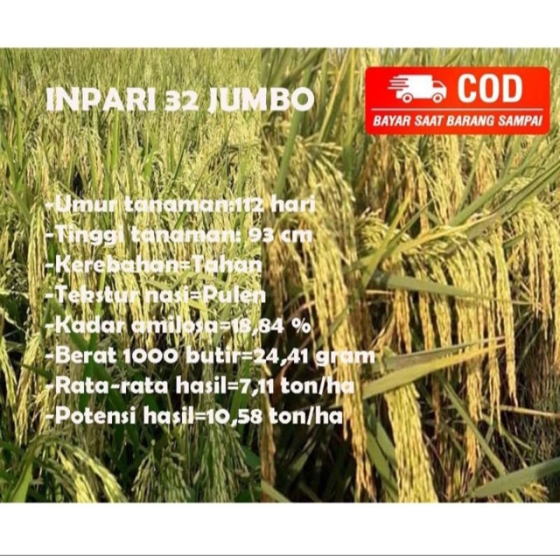 Jual benih padi inpari 32 jumbo bersertifikat label ungu kemasan 5 kg | Shopee Indonesia