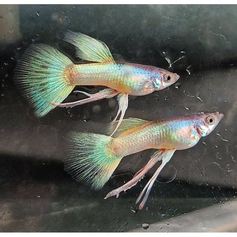 Jual ikan hias air tawar guppy metal pingu sepasang jantan betina induk hiasan aquarium | Shopee ...