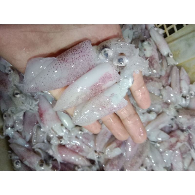 Jual Cumi Baby Segar Fresh Frozen 1Kg / Cumi Seafood Hasil Laut Harian ...