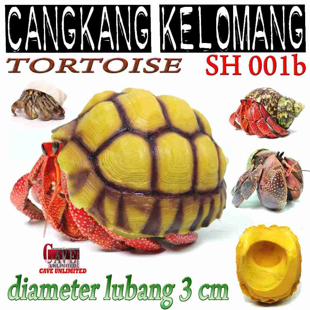 Jual SH001B CANGKANG KOSONG KELOMANG UMANG KEONG SHELL HERMIT CRAB ...