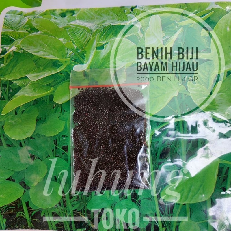 Jual Benih/biji bayam hijau f1 isi +/- 2000 butir (4gram) sayuran ...