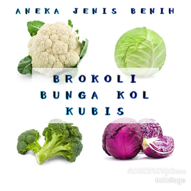 Jual Aneka Jenis Benih KUBIS, BROKOLI, BUNGA KOL-terlengkap | Shopee Indonesia