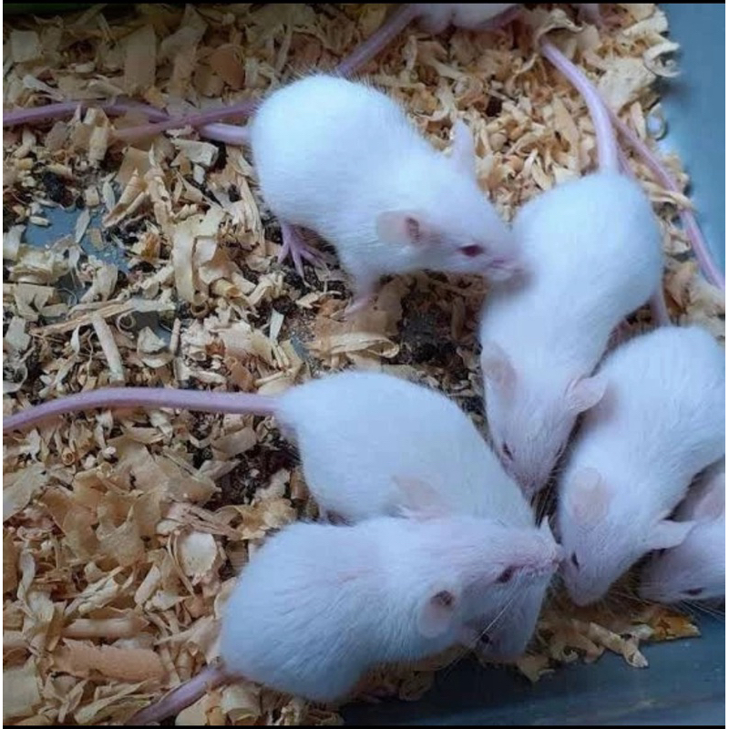 Jual tikus putih mencit pakan hewan predator size jumper pinkies ...