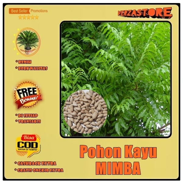 Jual Biji Benih Pohon Kayu Mimba /3 biji | Shopee Indonesia