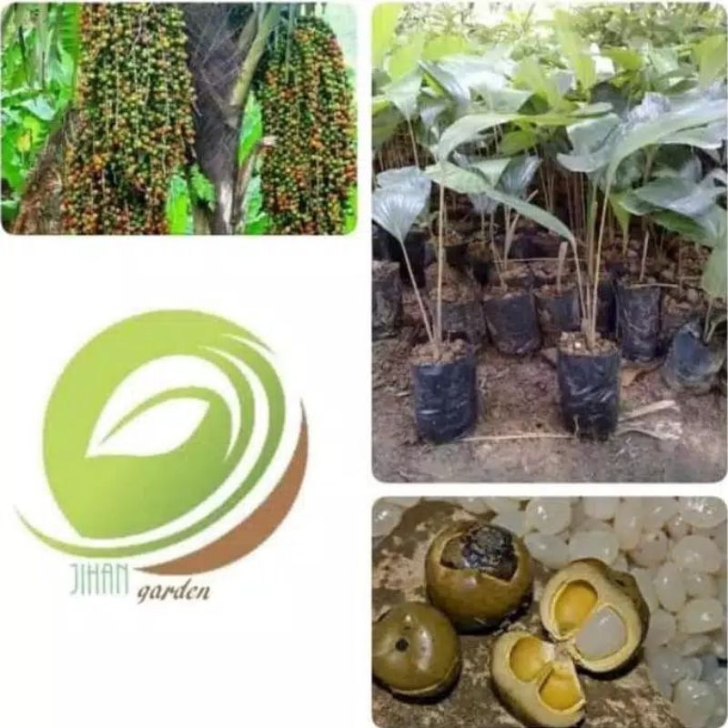 Jual bibit benih pohon aren biji aren original per 1 bji Kecambah Aren ...