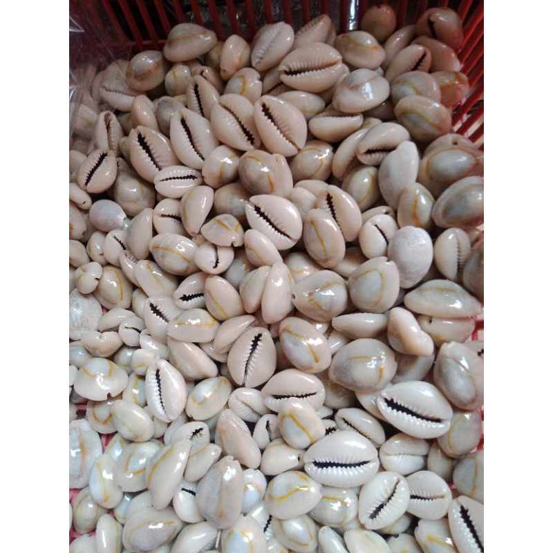 Jual Biji congklak dari kerang asli ukuran besar isi 105 pcs | Shopee ...