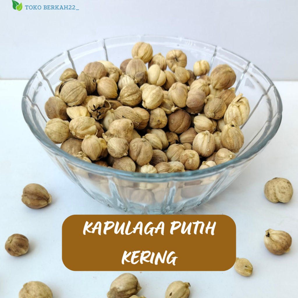 Jual KAPULAGA KAPOLAGA ASLI ISI 50 GRAM | 100 GRAM | Shopee Indonesia
