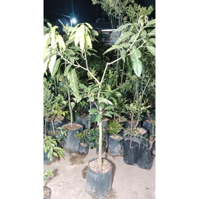 Jual Pohon Mangga 2in1 Manalagi + madu anggur | Shopee Indonesia