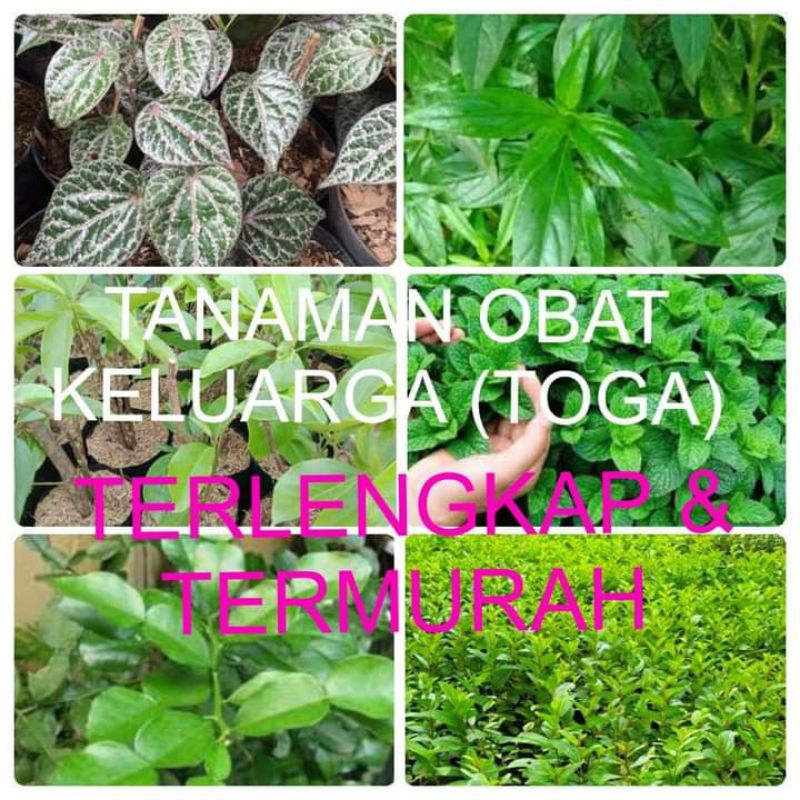 Jual Bibit Tanaman Obat Keluarga ( TOGA ) | Shopee Indonesia