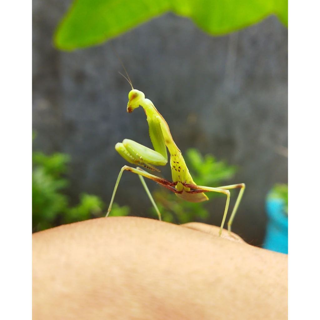 Jual rhombodera extenticolis/belalang sembah/congcorang/harga termurah ...