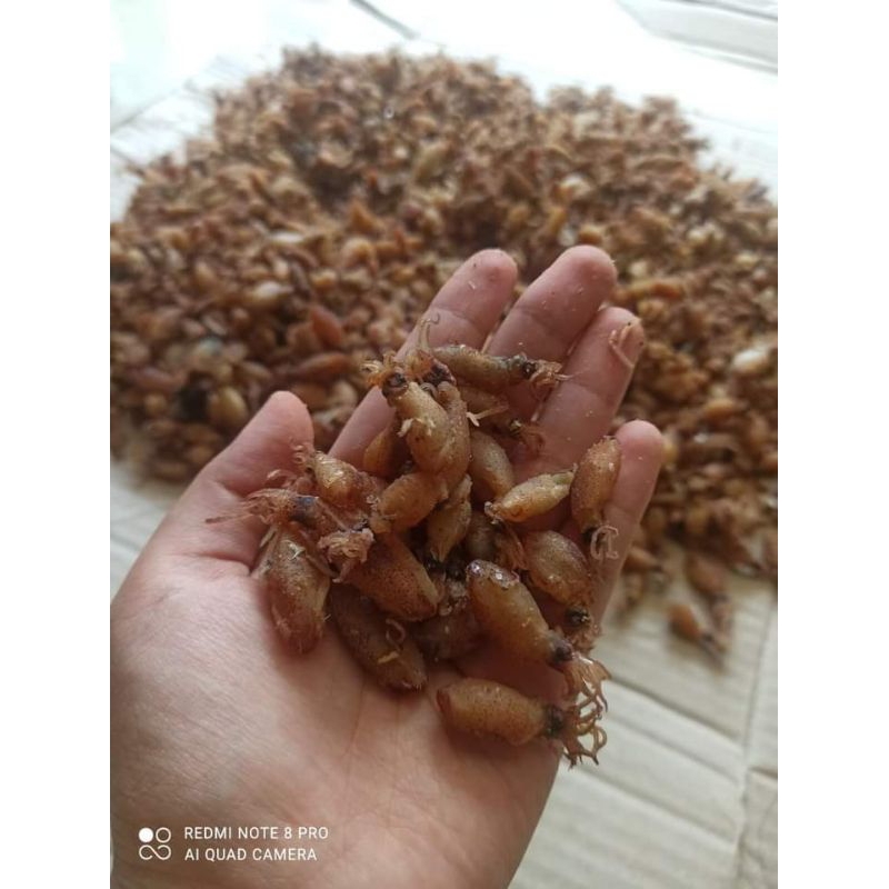 Jual baby cumi asin premium 1-2cm 1 kg | Shopee Indonesia