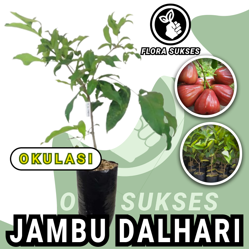 Jual Bibit Jambu Dalhari Tanaman Jambu Air Dalhari Okulasi Cepat ...
