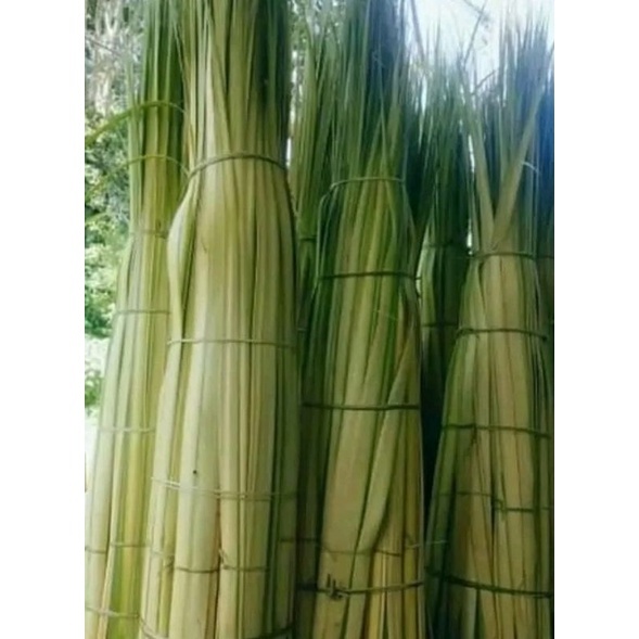 Jual PROMO 50 Lembar Janur Kelapa atau Daun Kelapa Muda Bahan Cangkang ...