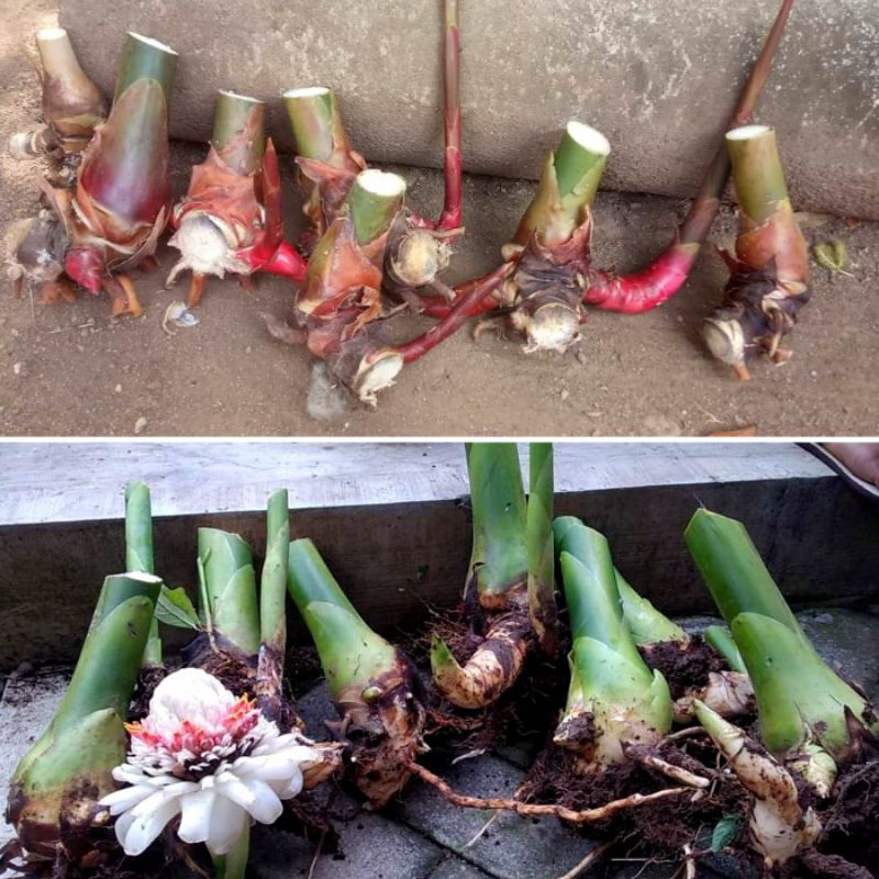 Jual Bibit Kecombrang Honje Merah dan Hijau Siap Tanam | Shopee Indonesia