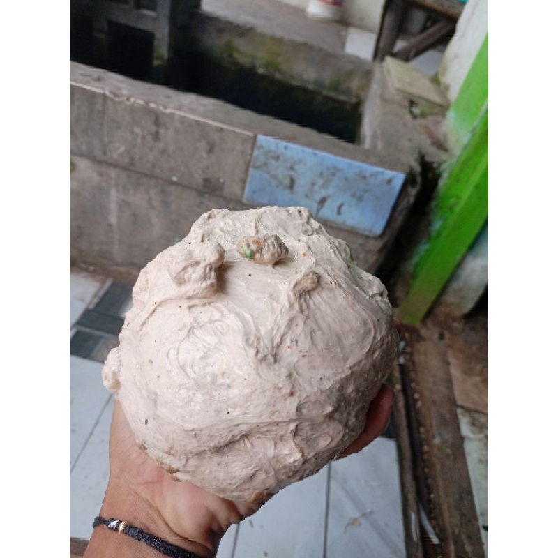 Jual getah pulut bendo anti leleh,warna putih | Shopee Indonesia