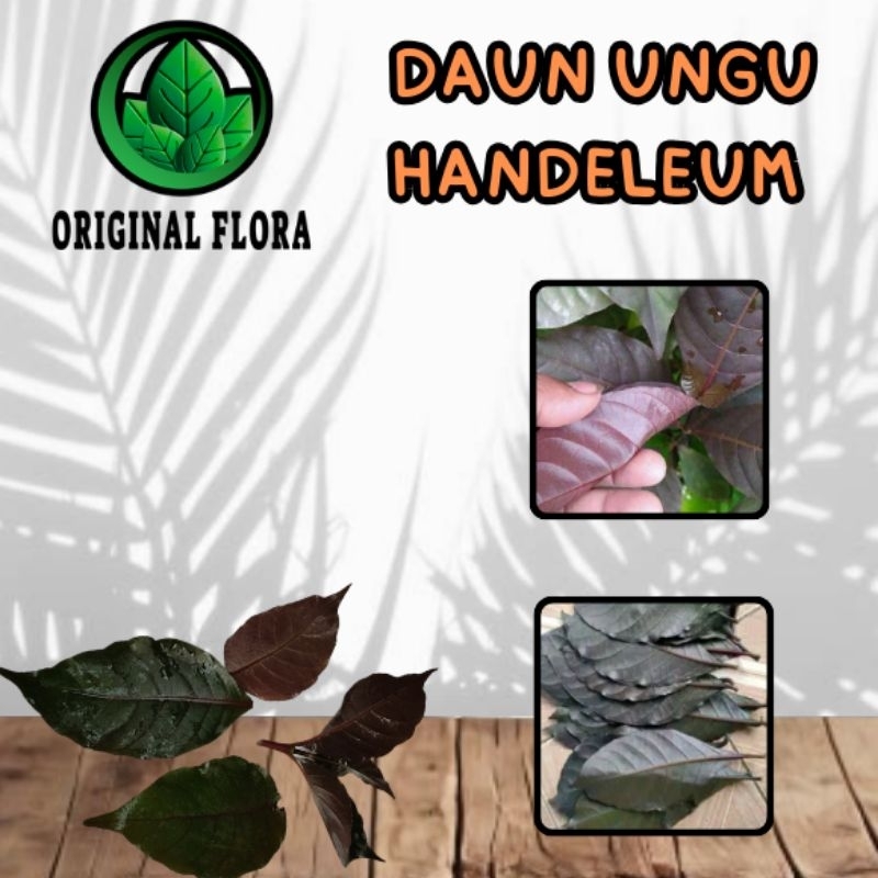 Jual Perhelai Daun Ungu Daun Handeleum Untuk Wasir Ambiyen | Shopee ...