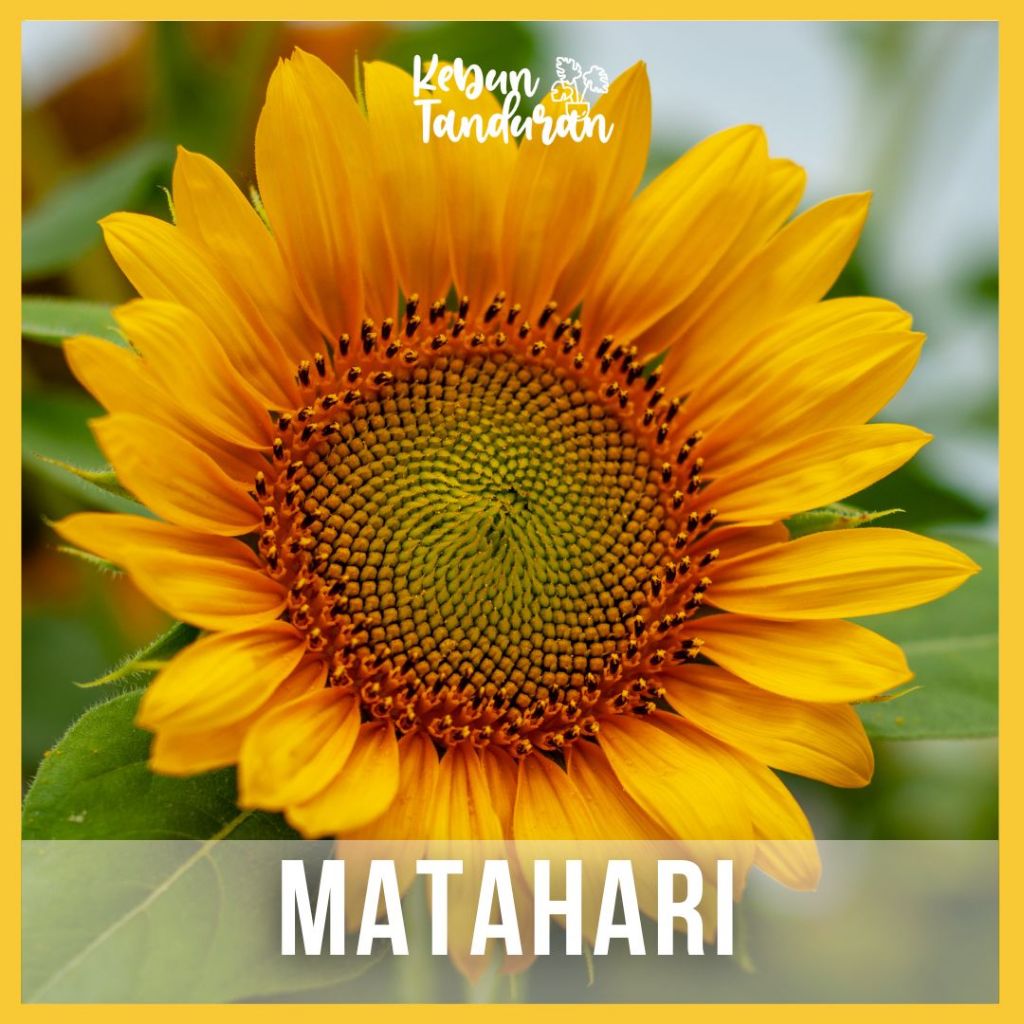Jual Bibit Bunga Matahari Pohon Bunga Hidup Bunga Matahari Belum ...