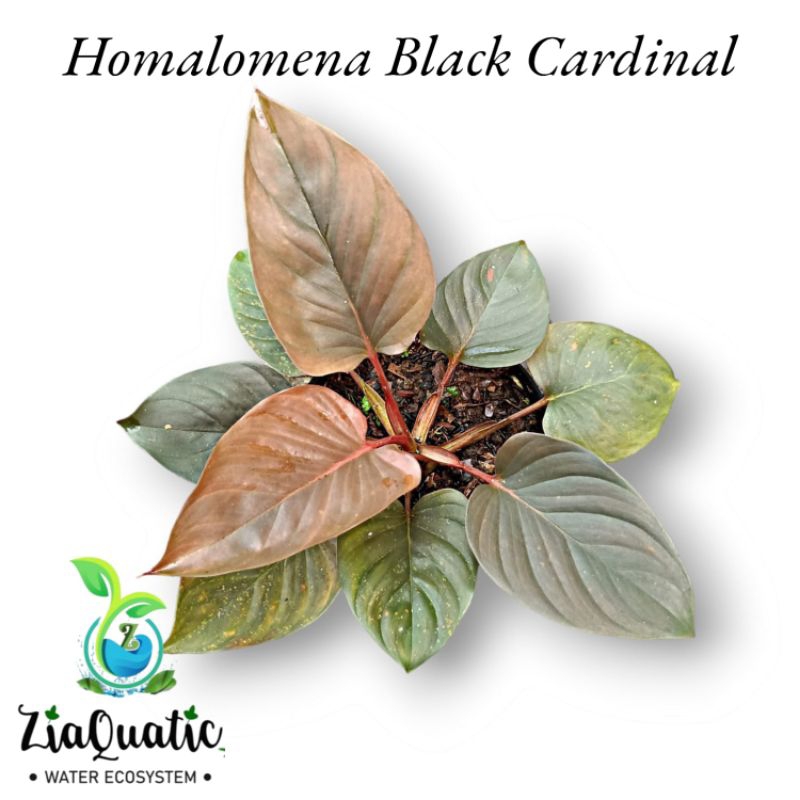 Jual Homalomena Black Cardinal (Borneo) - Tanaman Hias Paludarium ...