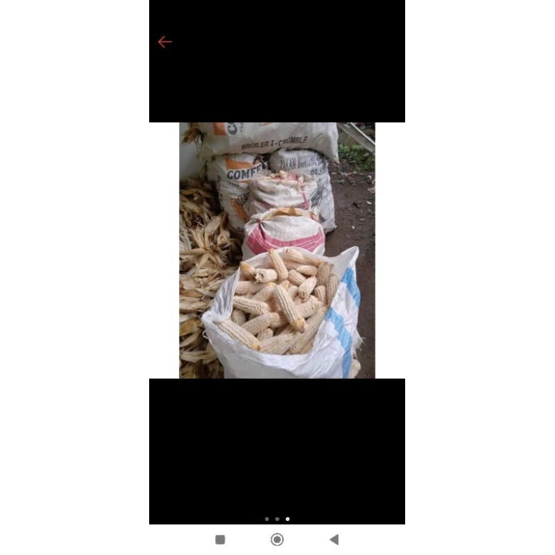 Jual Bonggol jagung kering/ jagung kering/jenggel jagung/1kg | Shopee ...
