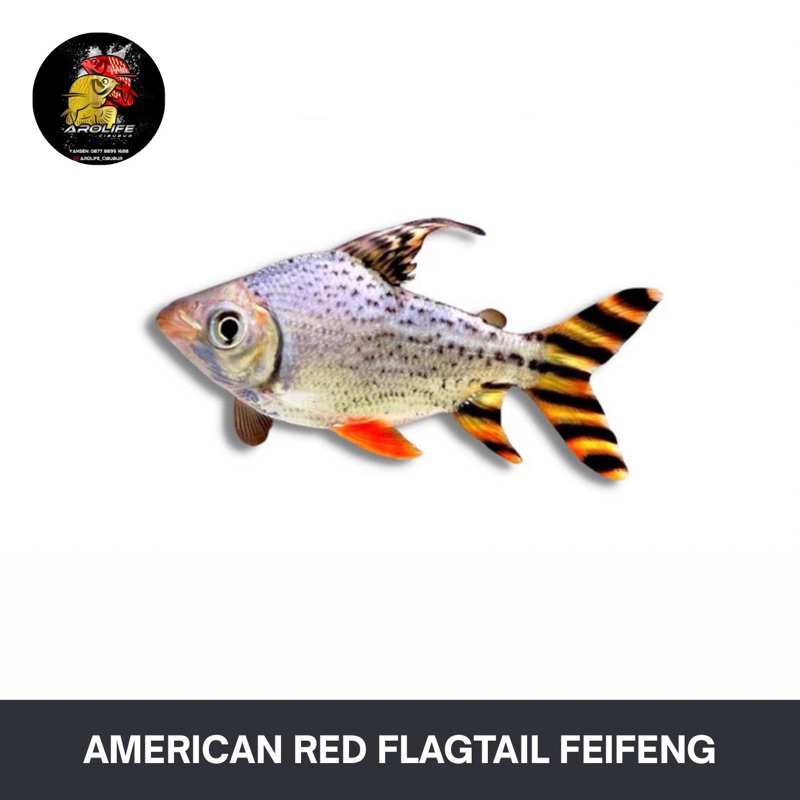 Jual Red Feifeng American Red Flagtail Ikan Hias Hidup | Shopee Indonesia