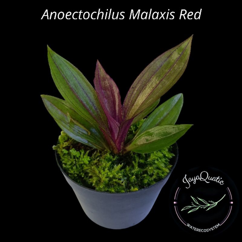 Jual Anoectochilus Malaxis Red (Jewel Orchid/Anggrek Tanah) - Tanaman ...