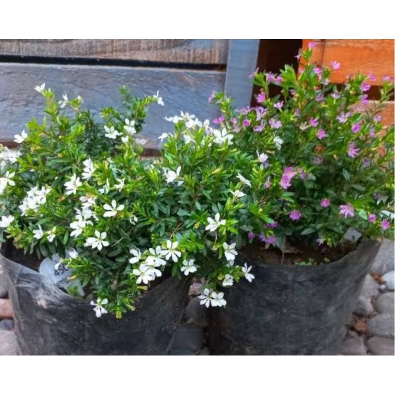 Jual tanaman hias bunga seribu bintang putih dan ungu | Shopee Indonesia