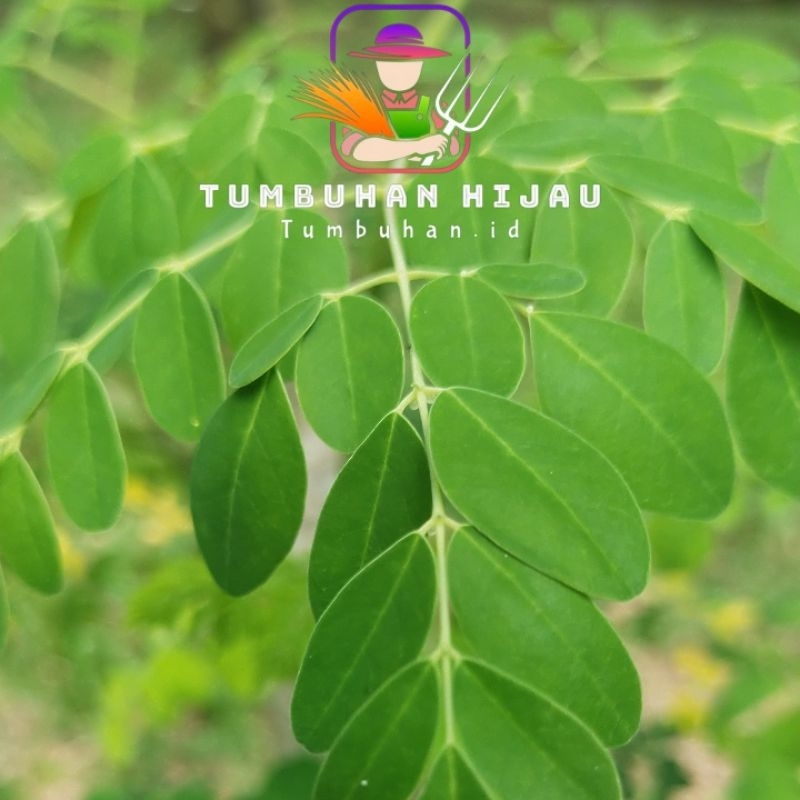 Jual Daun Kelor Segar Langsung Dari Pohon Paket 250 gram | Shopee Indonesia