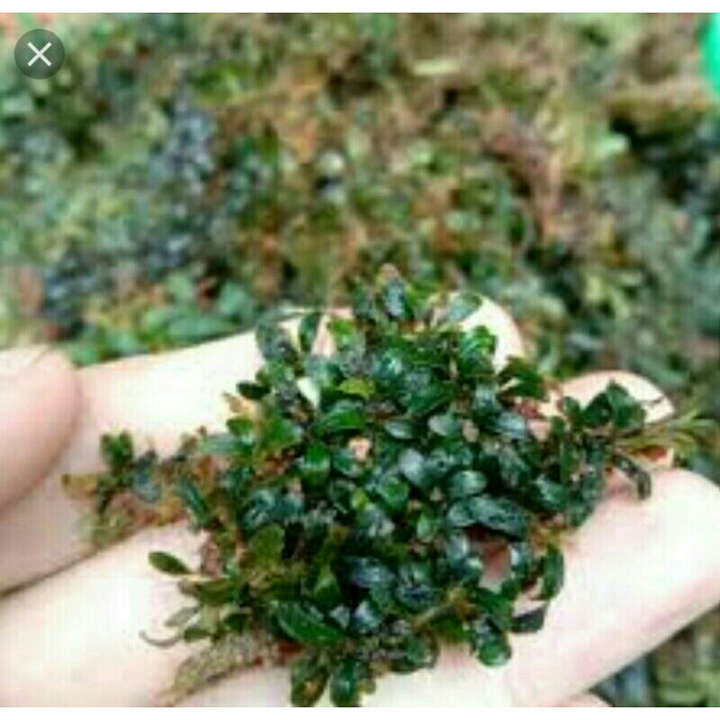 Jual Bucepalandra mini phantom | Shopee Indonesia