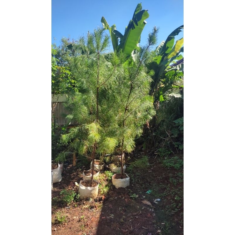 Jual pohon pinus tinggi 2 meter | Shopee Indonesia