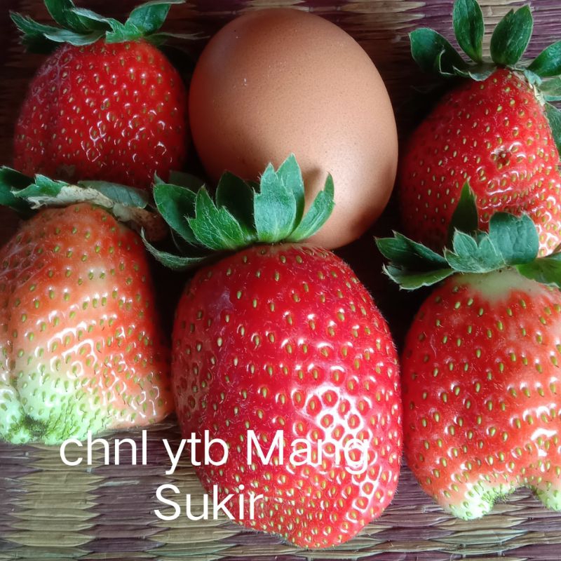 Jual bibit stroberi jumbo x bali | Shopee Indonesia