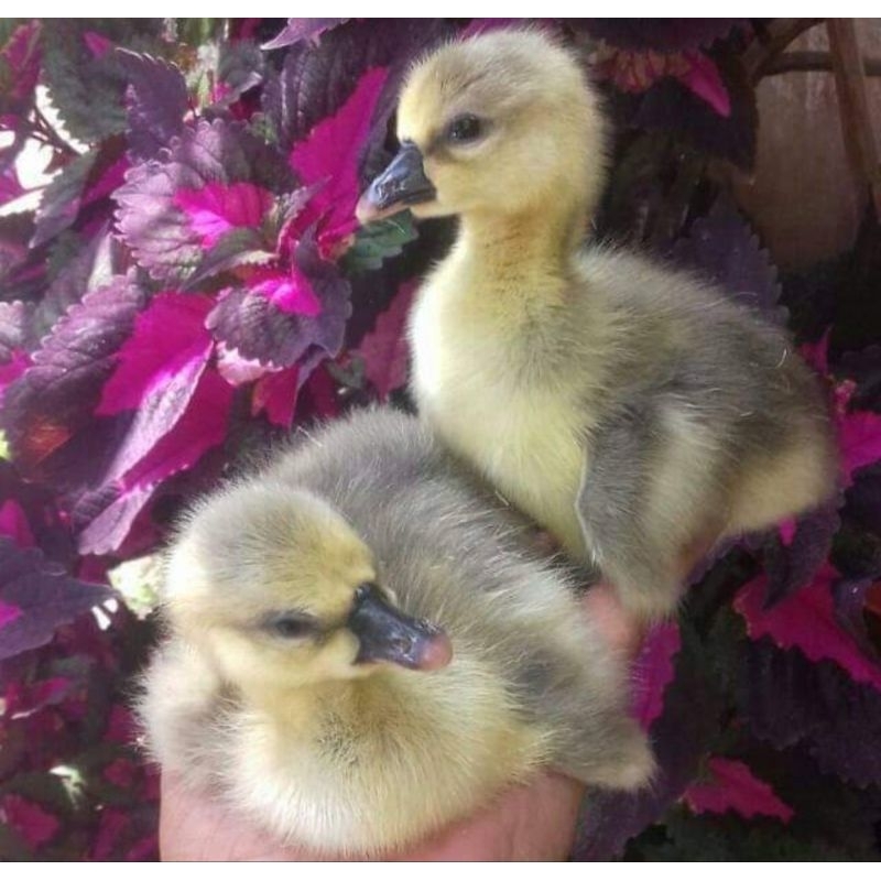 Jual anak angsa benggala (harga 1 ekor) (pengiriman hanya daerah ...