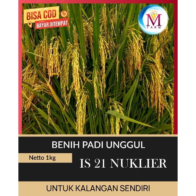 Jual benih padi is 21 nuklier 1kg | Shopee Indonesia