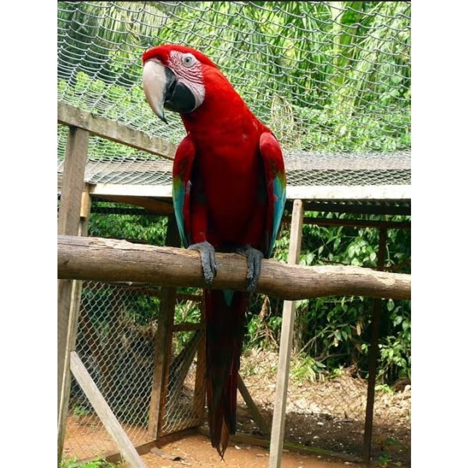 Jual Telur Burung Hias Scarlet Macaw Keren Hasil Ternak Telur Fertil ...