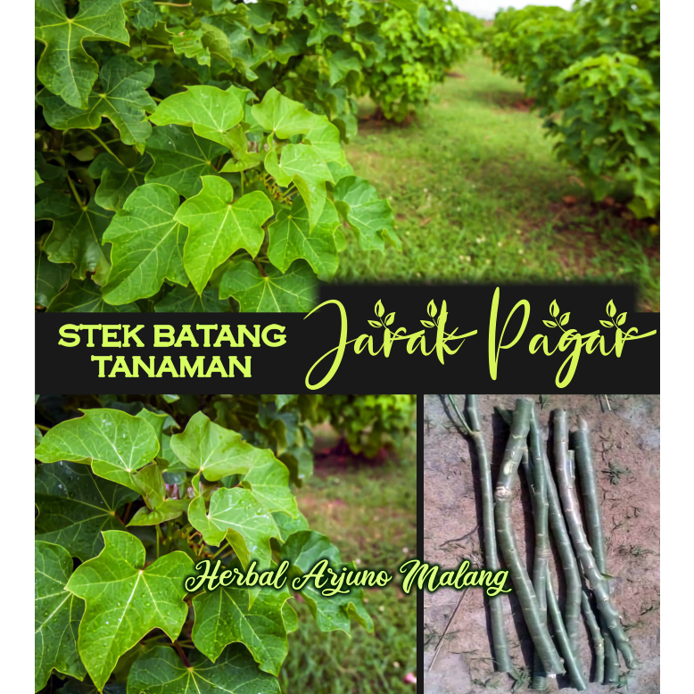 Jual (10pcs) Stek Batang Tanaman Jarak Pagar Obat Herbal Berkhasiat ...