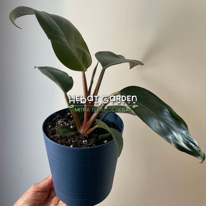 Jual philodendron Congo Rojo - philo congo | Shopee Indonesia
